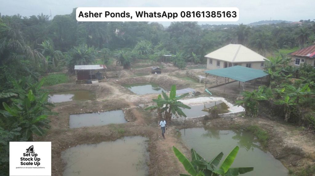 How to Start a Backyard Catfish Farm in Nigeria 2026