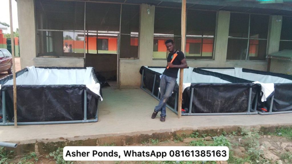 Catfish farming for beginners: 5 guidelines in 2026