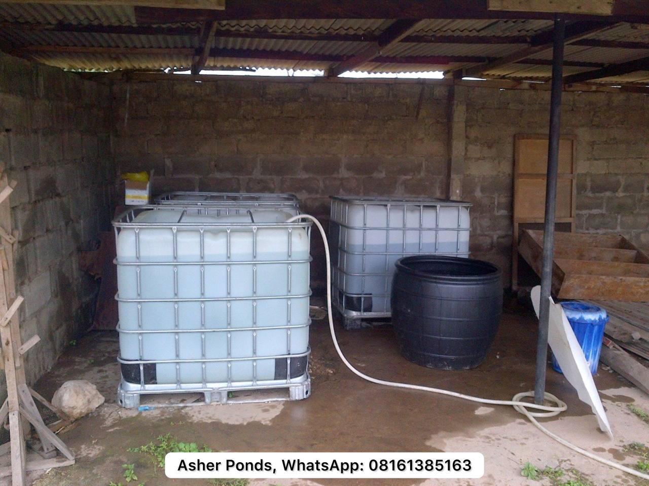 How to Start Catfish Farming at Home in Nigeria 2026