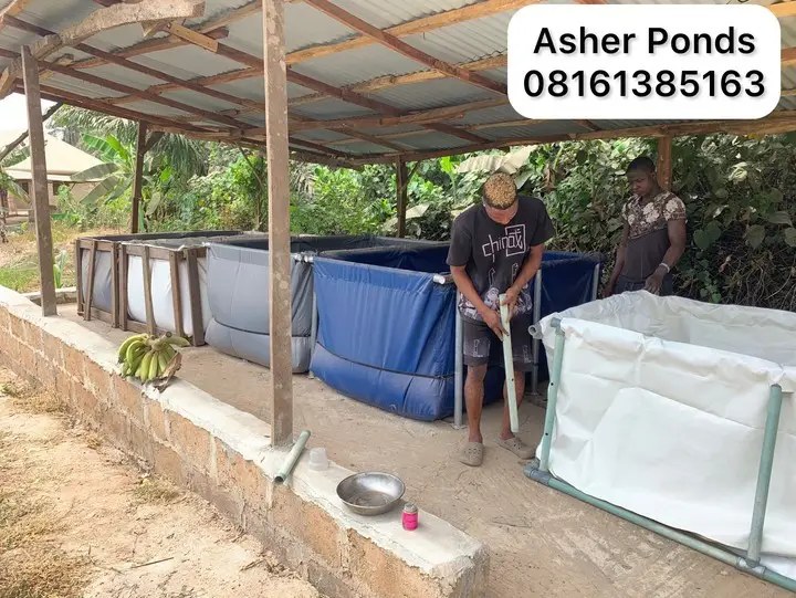 Start a Catfish Farm in Nigeria: 7 Essential Tips